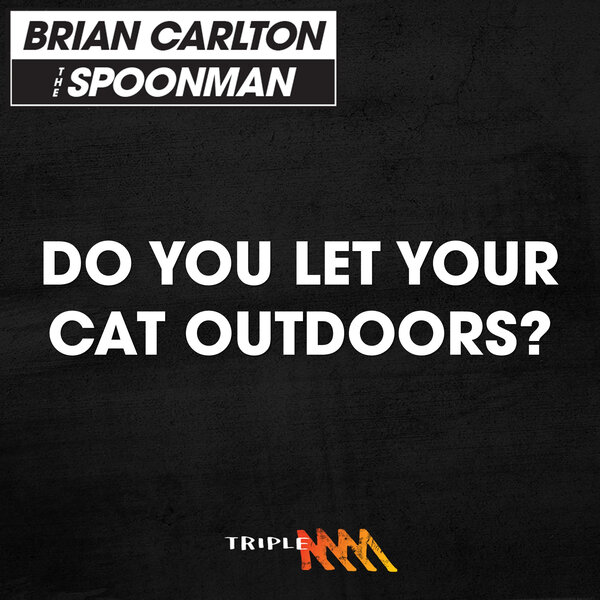 Enforced Containment Of Cats "Should Be Taken Seriously" - Breakfast ...