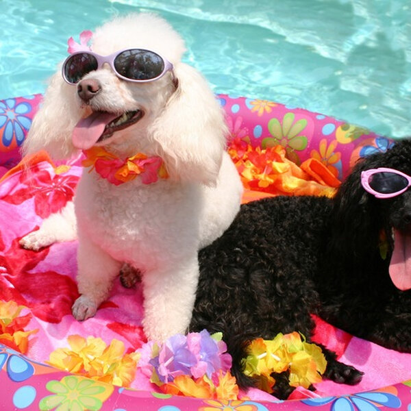 There's A New Splash Pad For Your Dogs Opened Up In Nova Scotia ...