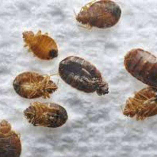 Most Bed Bug Ridden Cities Across Canada are in Ontario - Virgin Radio ...