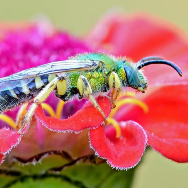 Insects Around The World Are Disappearing. What Can We Do About It ...