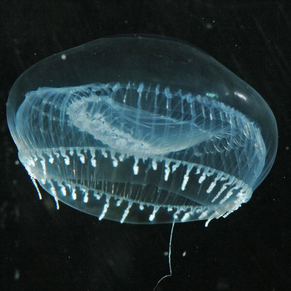 Living Lights: Bioluminescence And Biofluorescence - Where We Live ...