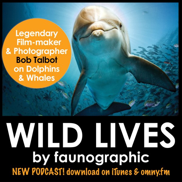 Bob Talbot talks dolphins and whales - WILD LIVES by faunographic - Omny.fm